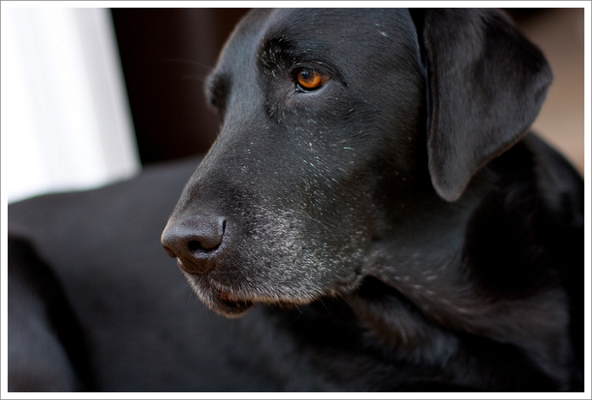 5 IMPORTANT TIPS FOR PHOTOGRAPHING A BLACK DOG – moi du toi photography