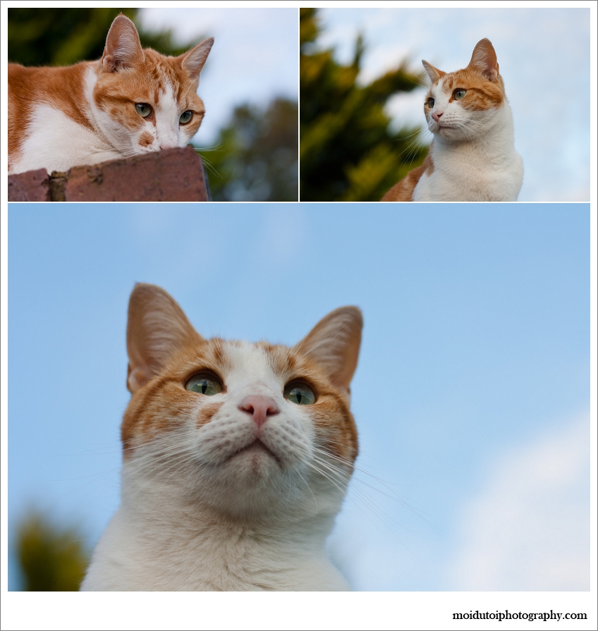 PET PHOTOGRAPHY – GINGER CATS HAVE MORE FUN – moi du toi photography