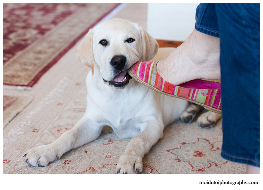 SCARAB VILLAGE, SEDGEFIELD – PET PHOTOGRAPHY SESSION – MARLEY & LESLEY ...