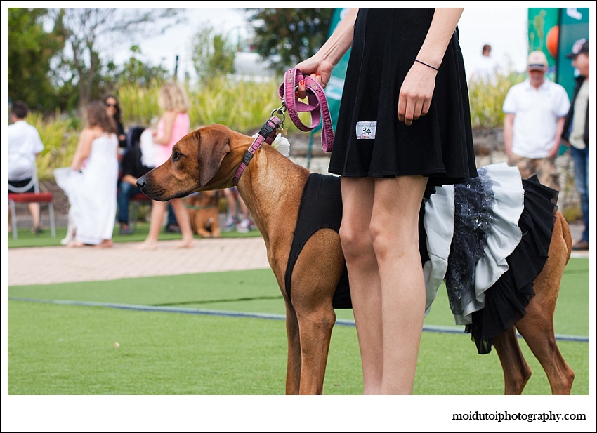 PIRATES, BALLERINAS & A HORNY LITTLE DEVIL – SIMOLA HOTEL DOG SHOW ...