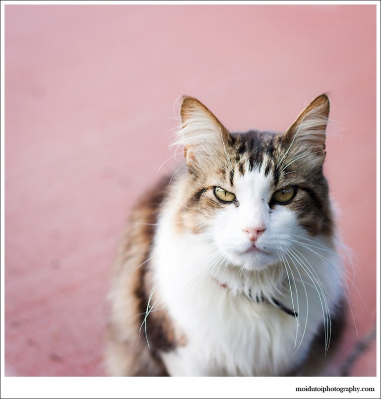 CAT STYLE – an essential tool for felines – moi du toi photography