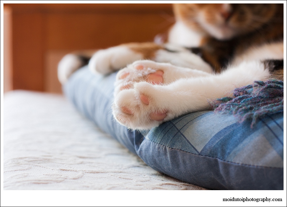 THE VELVET PAW – moi du toi photography