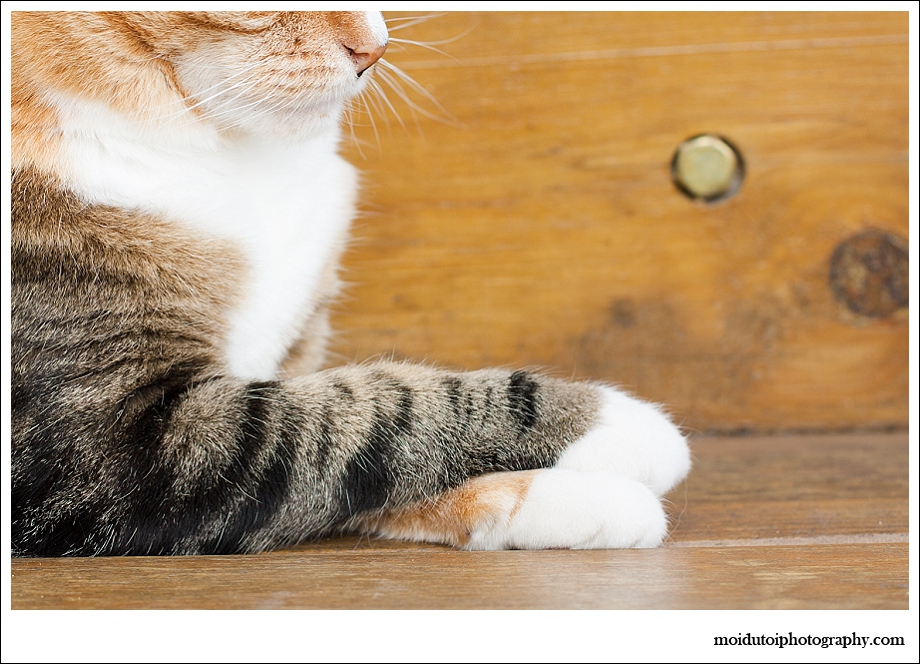 THE VELVET PAW – moi du toi photography