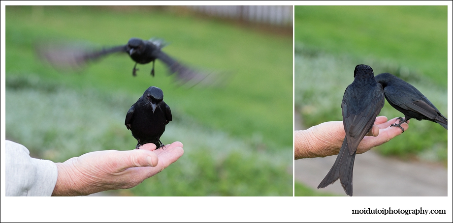 A BIRD IN THE HAND… – moi du toi photography