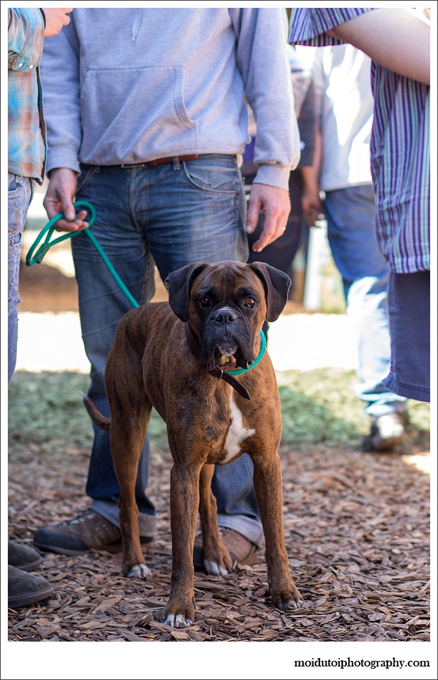 THESE LITTLE DOGGIES WENT TO MARKET… – moi du toi photography