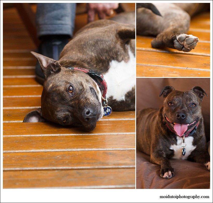 STEADFAST AS A STAFFIE – moi du toi photography
