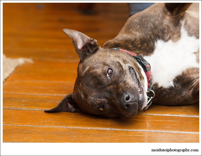 STEADFAST AS A STAFFIE – moi du toi photography
