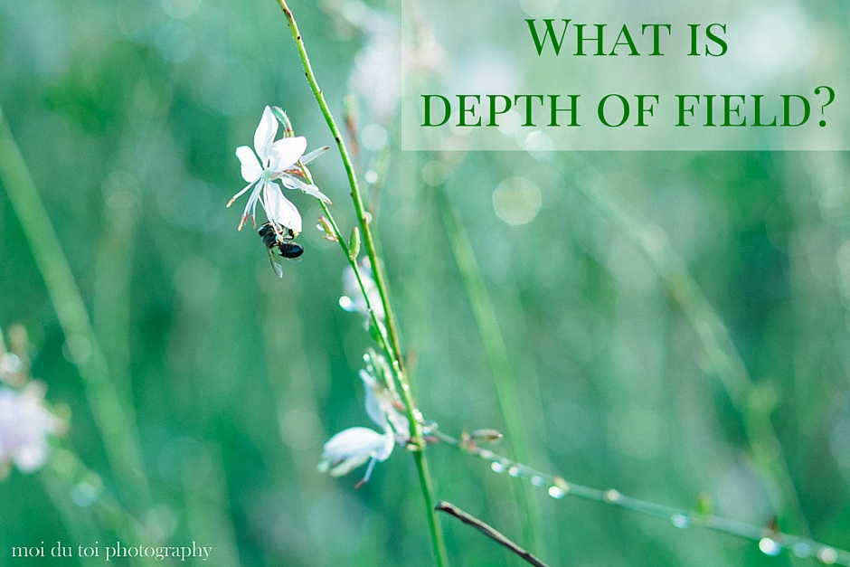 SO WHAT IS DEPTH OF FIELD? – moi du toi photography