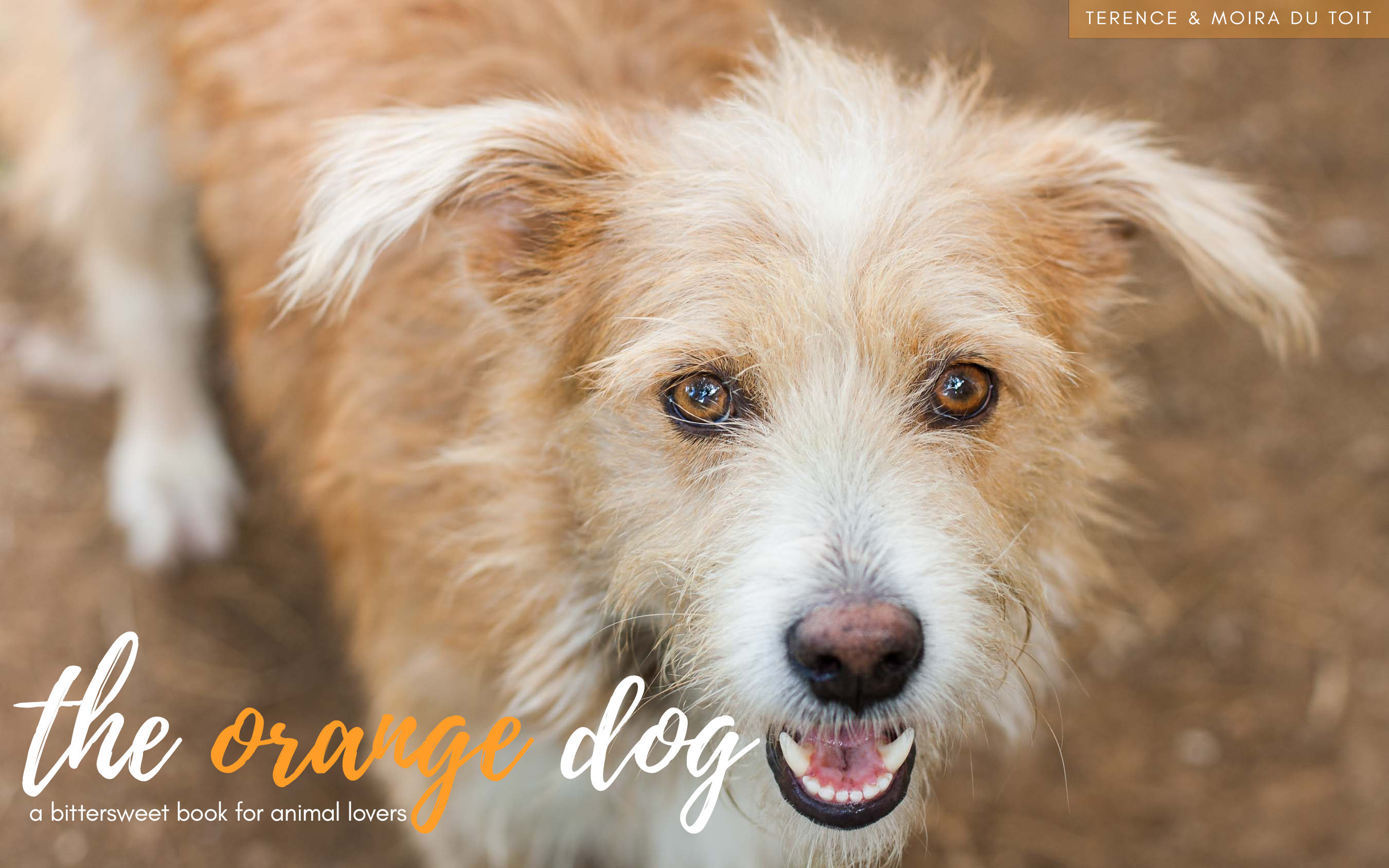 THE ORANGE DOG – a bittersweet tale of courage and hope – moi du toi ...